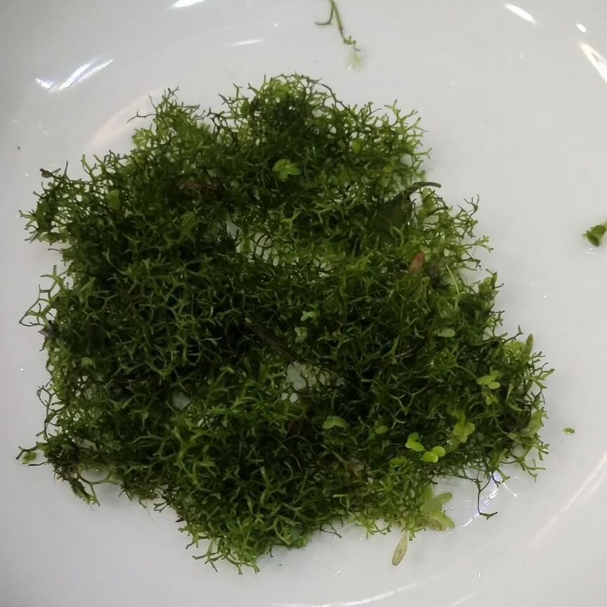 Продам риччию в вперемешку с ряской