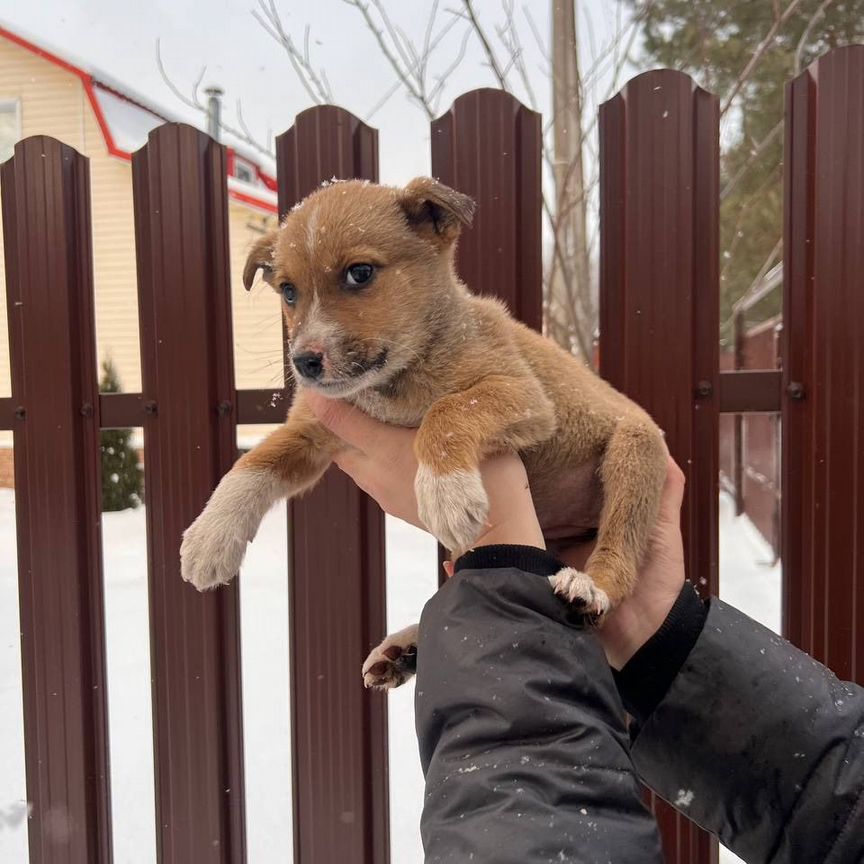 Щенки в добрые руки они замерзают на улице