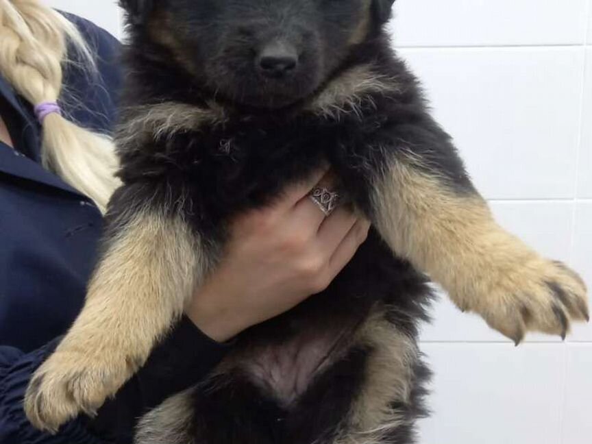 Щенки 1,5 месяца