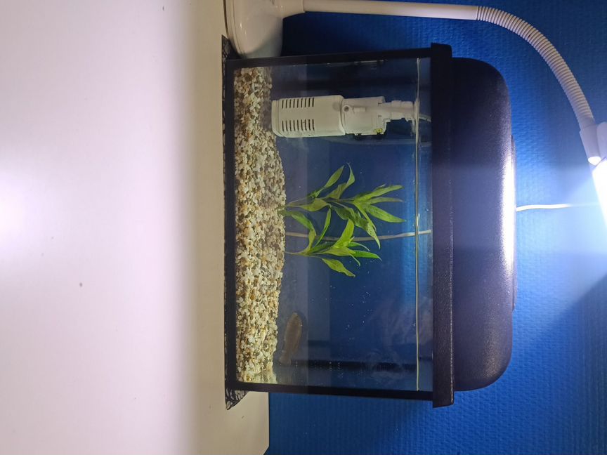 Аквариум с рыбками