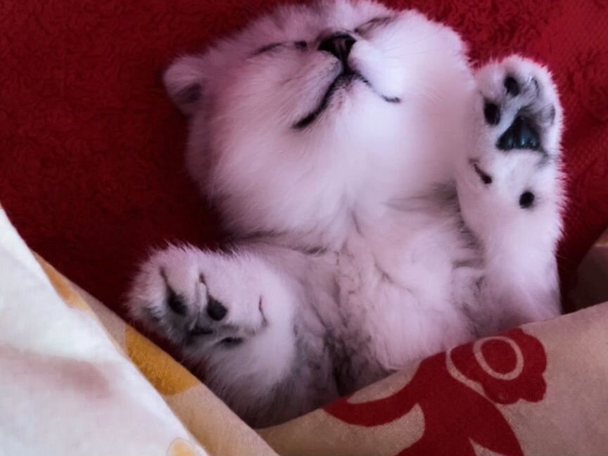 Шотландская кошка