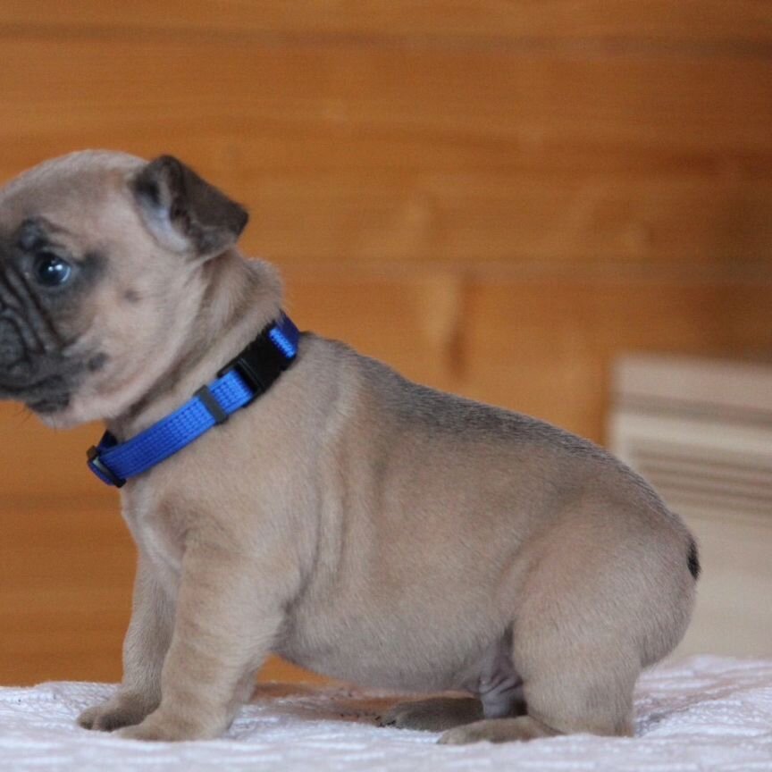 Француз карапуз