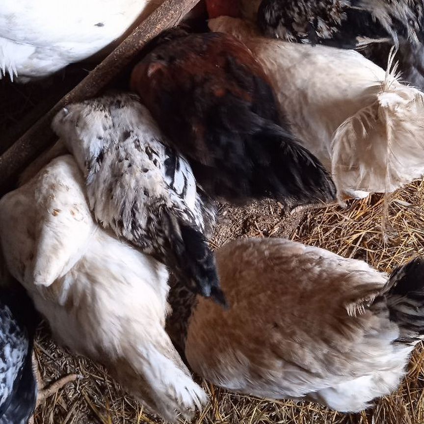 Молодые петушки