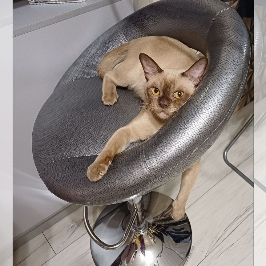 Европейский бурманский кот, взрослый