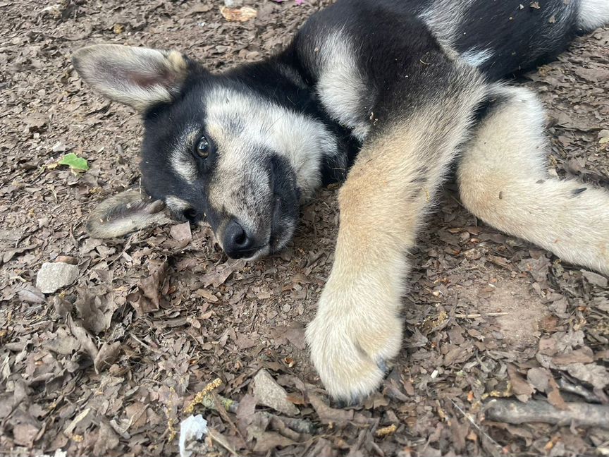 Щенок в добрые руки