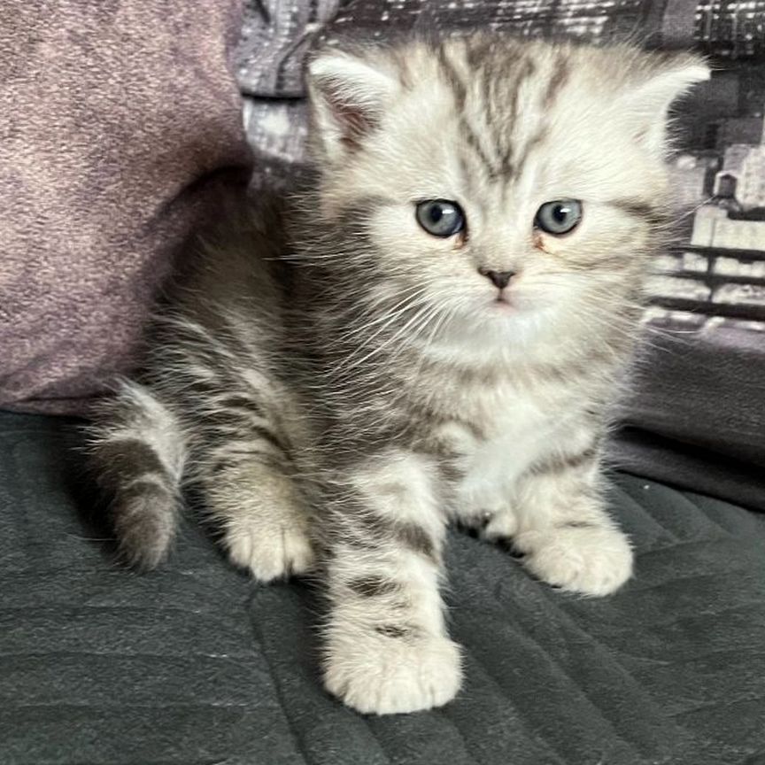 Шотландский вислоухий короткошёрстный котёнок