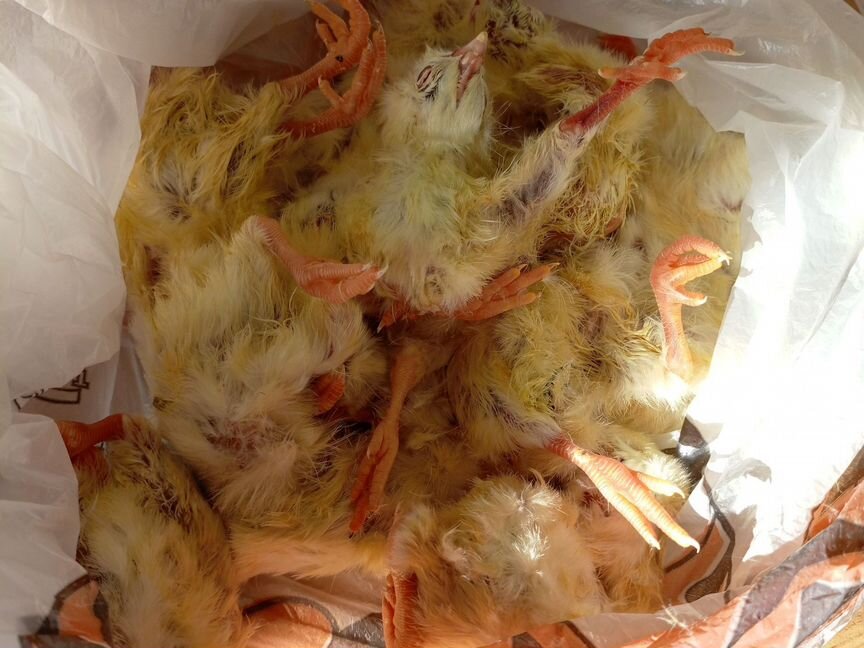 Цыплята однодневные заморозка кормовые