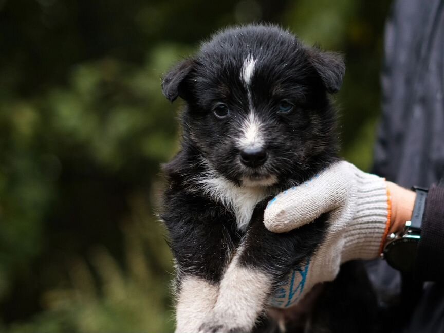 Щеночек из приюта