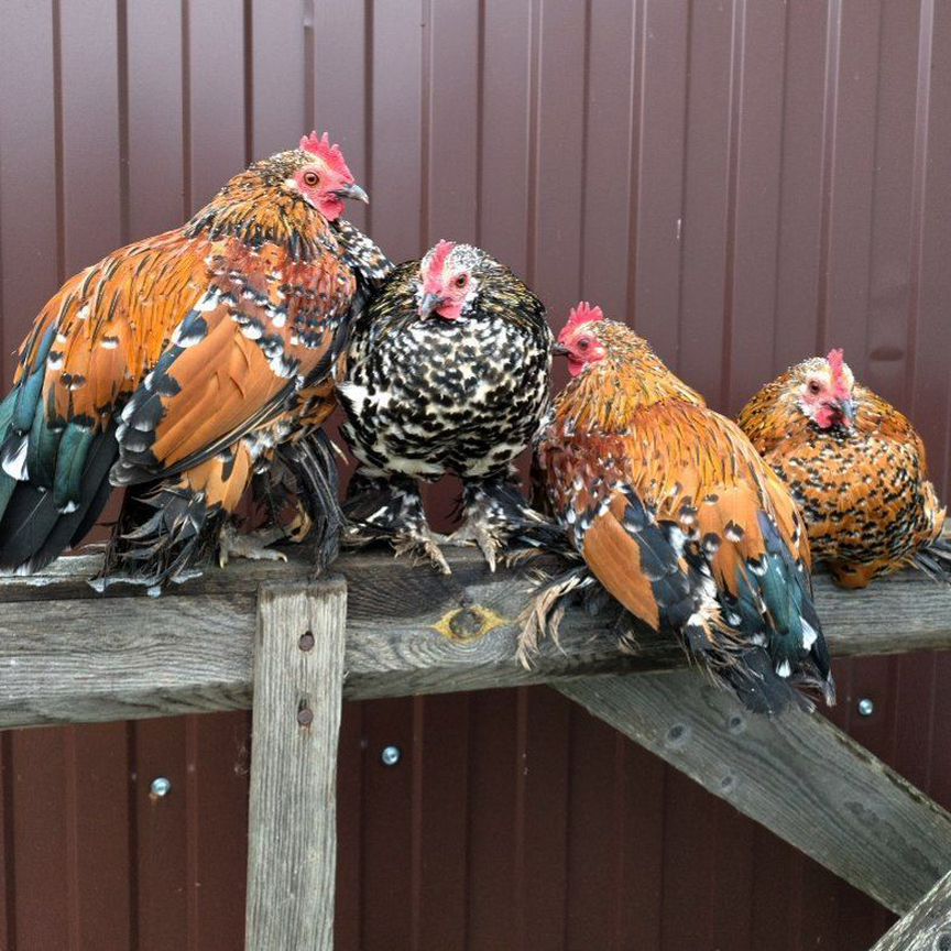 Петушки мильфлер