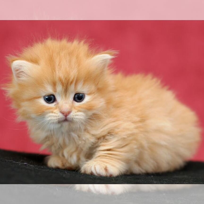 Сибирский котёнок