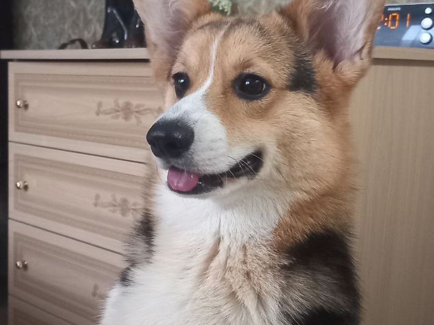 Вельш-корги пемброк вязка