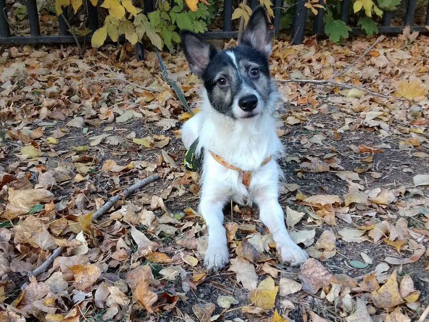 Бим ищет семью