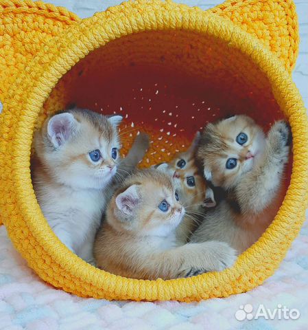 Шотландские котята с документами