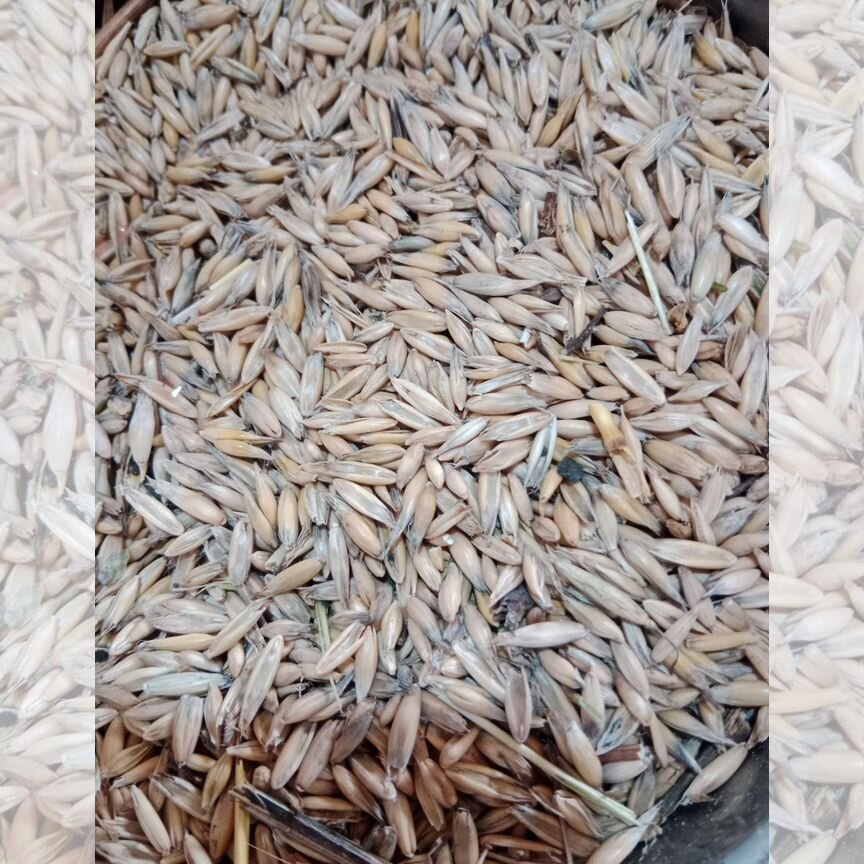 Овес в мешках