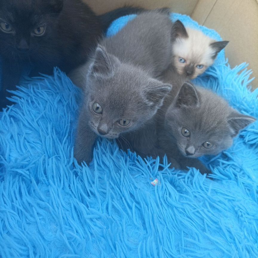Отдам котят в добрые руки, 1,5 месяц