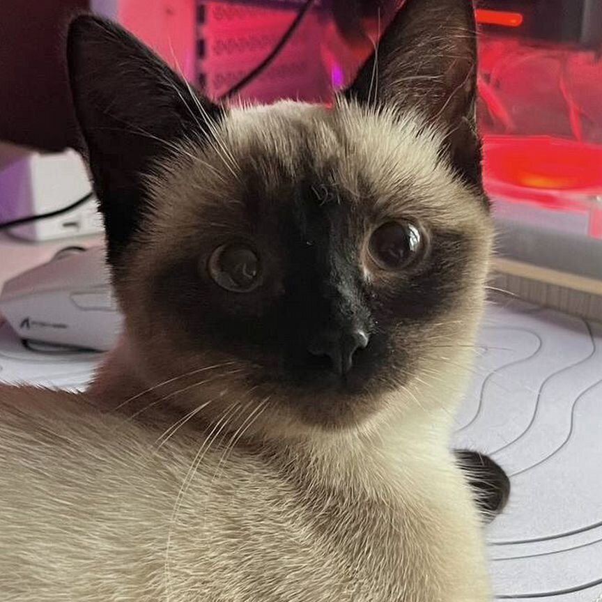 Тайский котёнок