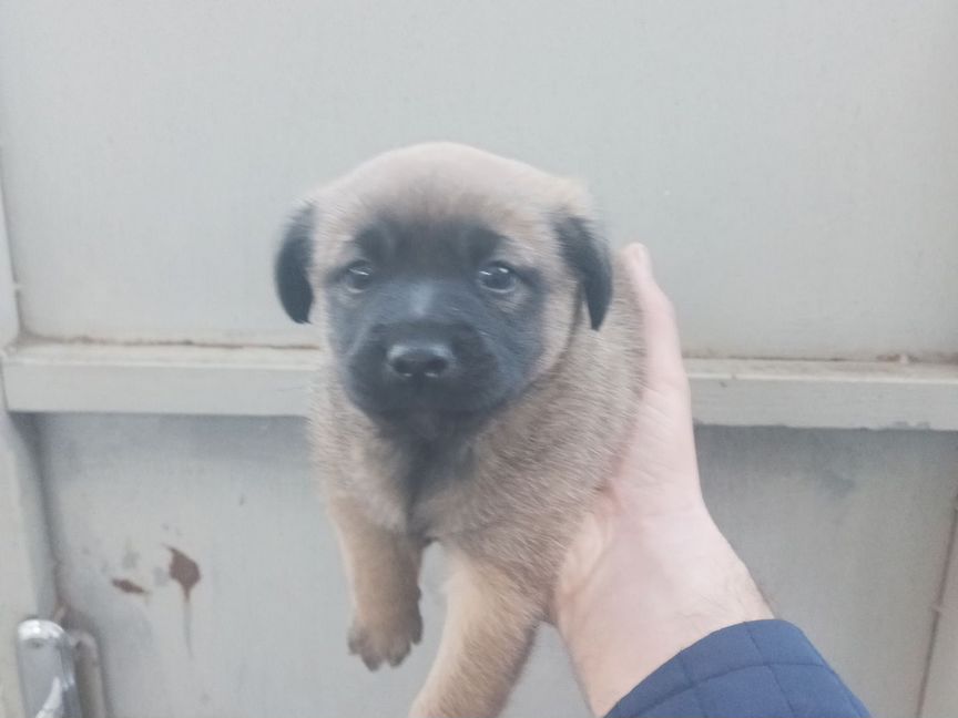 Шеночек дедочка в добрые руки отдам бесплатно