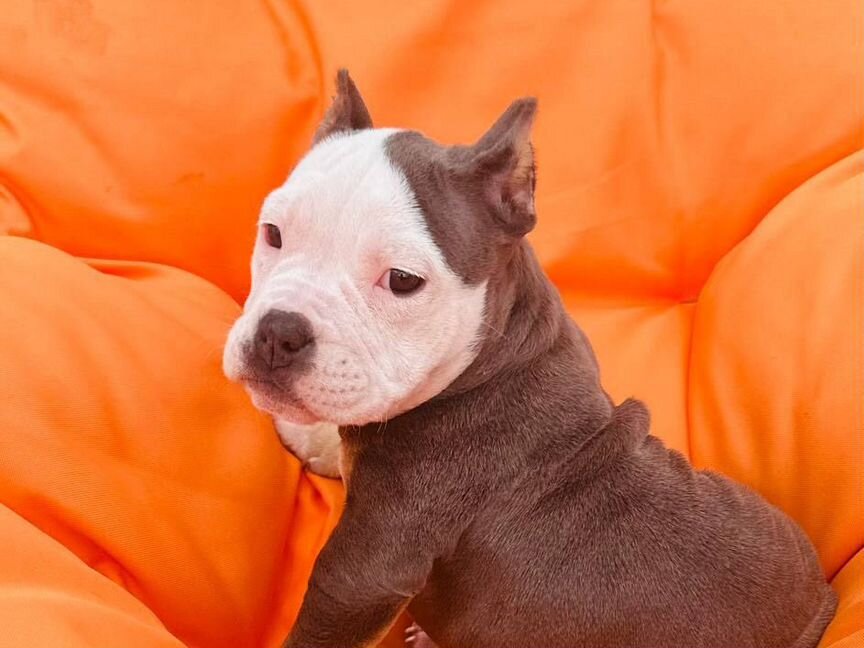 Американский булли покет