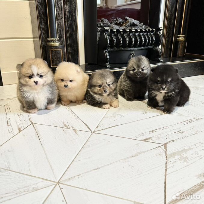 Пятеро парней померанский шпиц