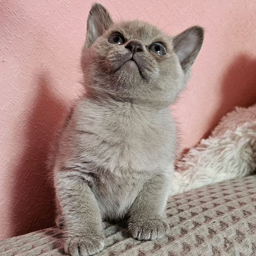 Европейский бурманский котёнок