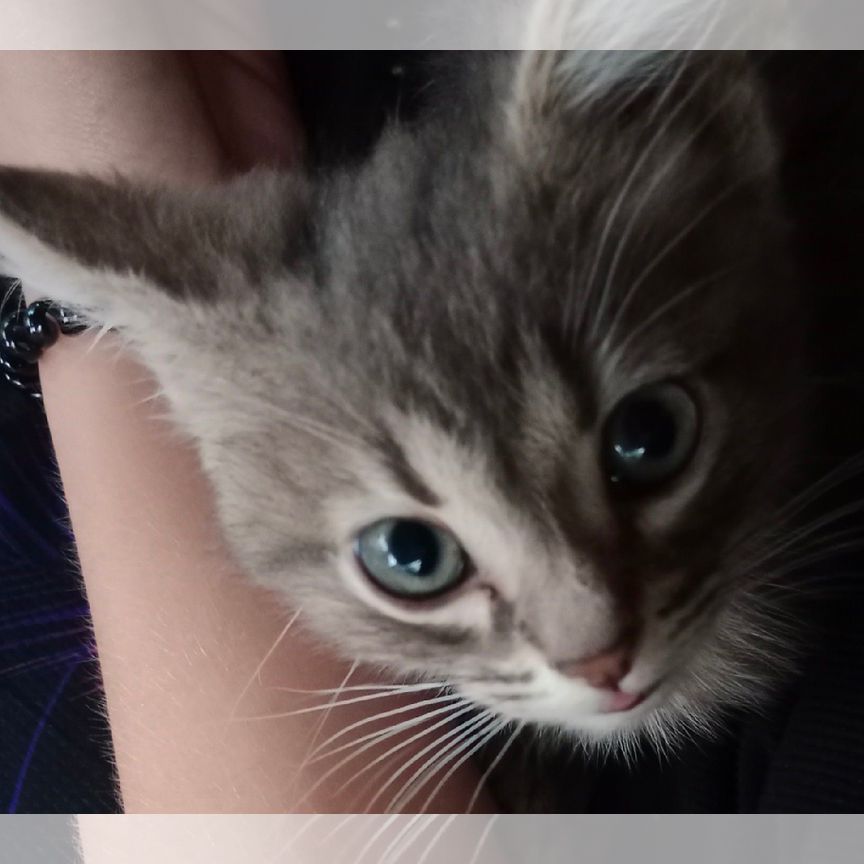 Котик бесплатно