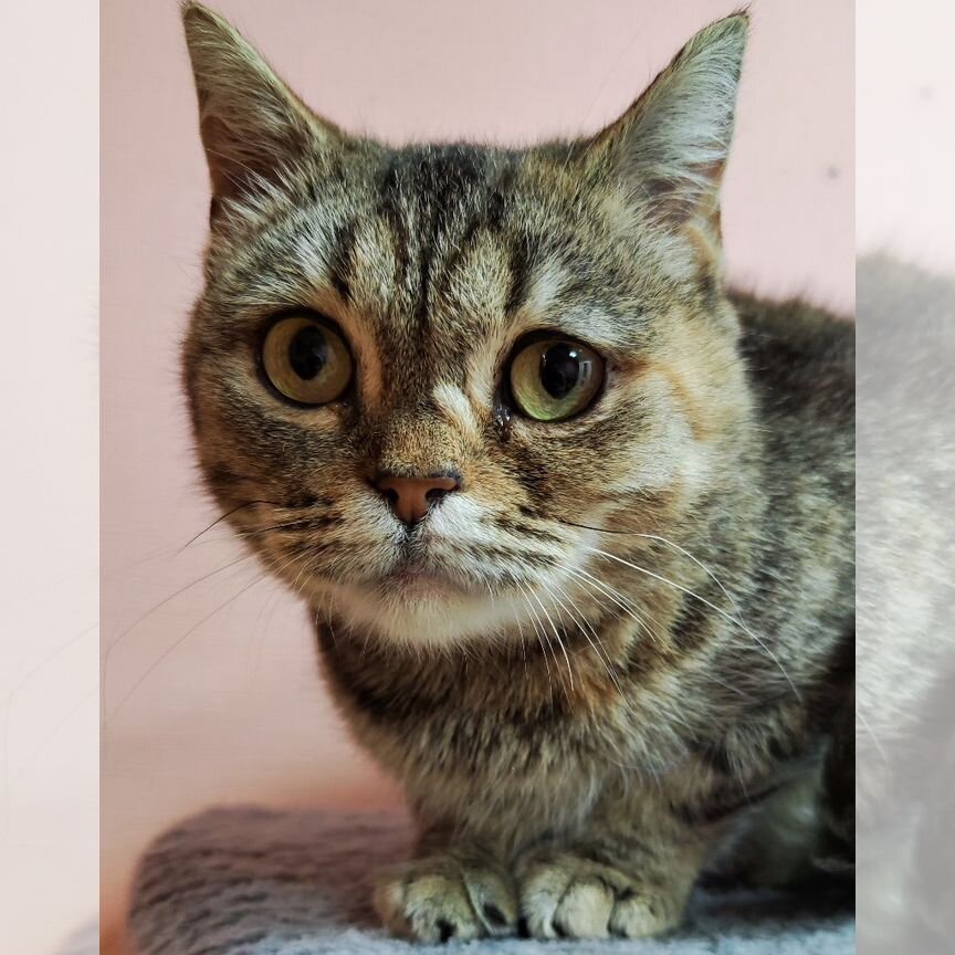 Шотландская прямоухая короткошёрстная кошка, взрослая