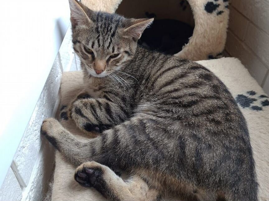 Котенок серый усатый полосатый в дар