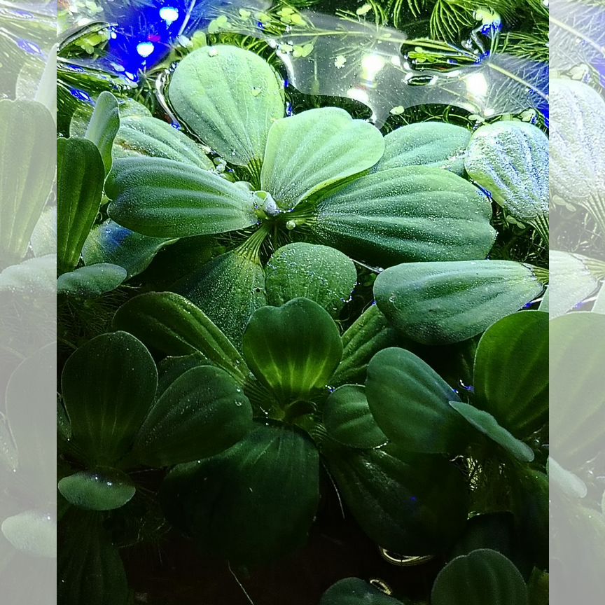 Аквариумные растения