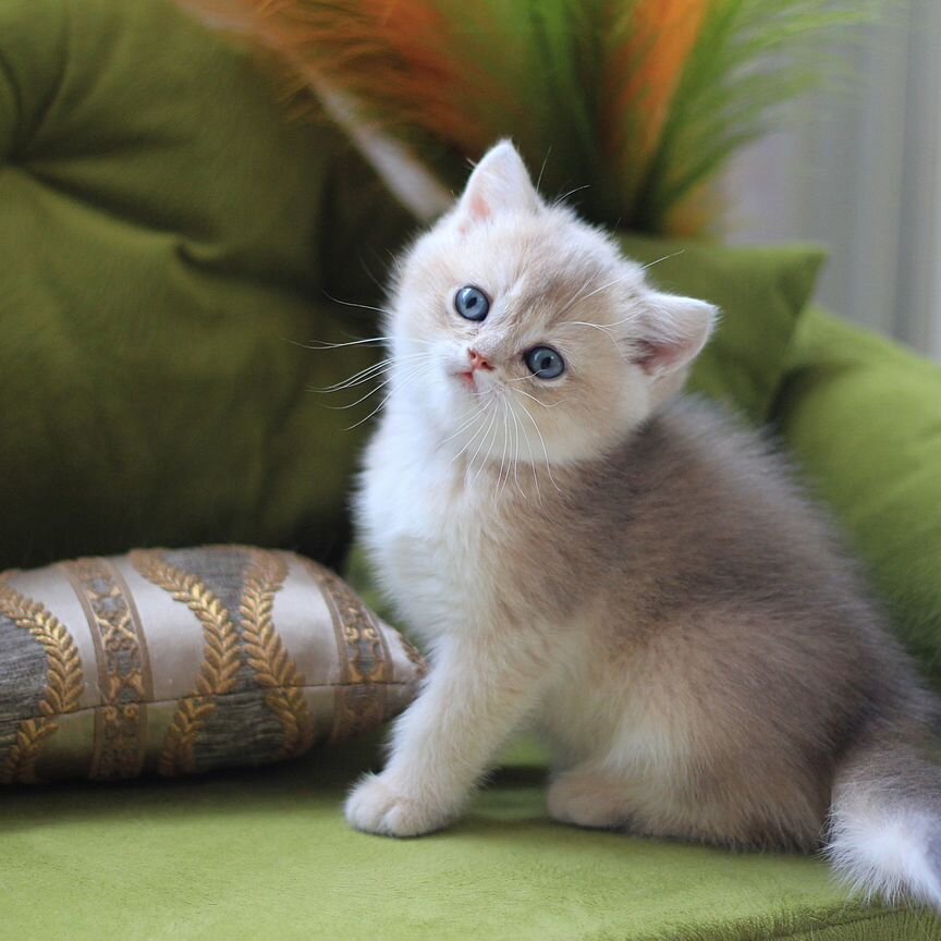 Шотландский котик