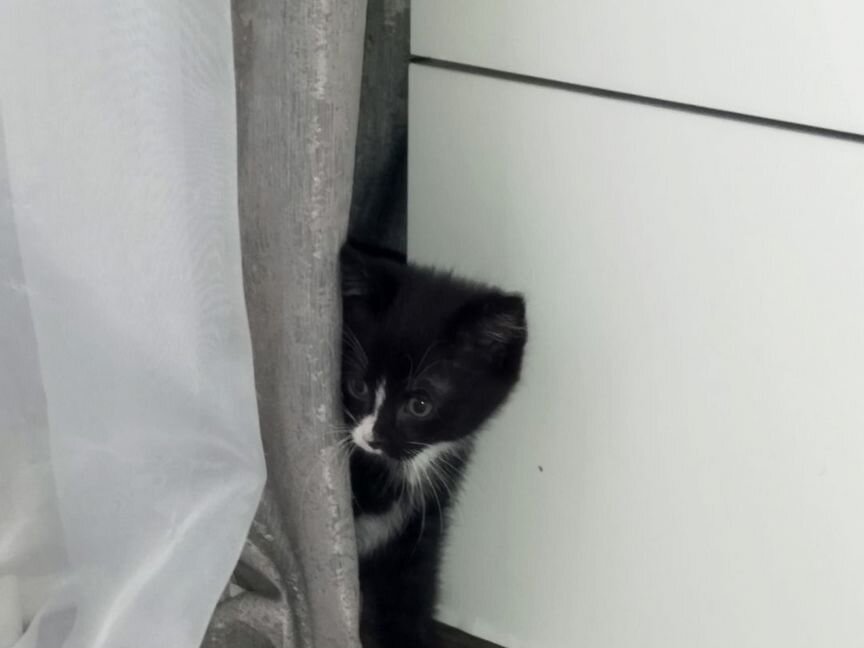 Котята в добрые руки бесплатно