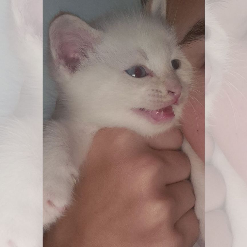 Котенок мальчик