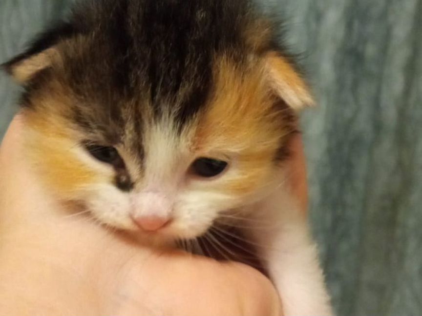 Котята в добрые руки 1 месяц