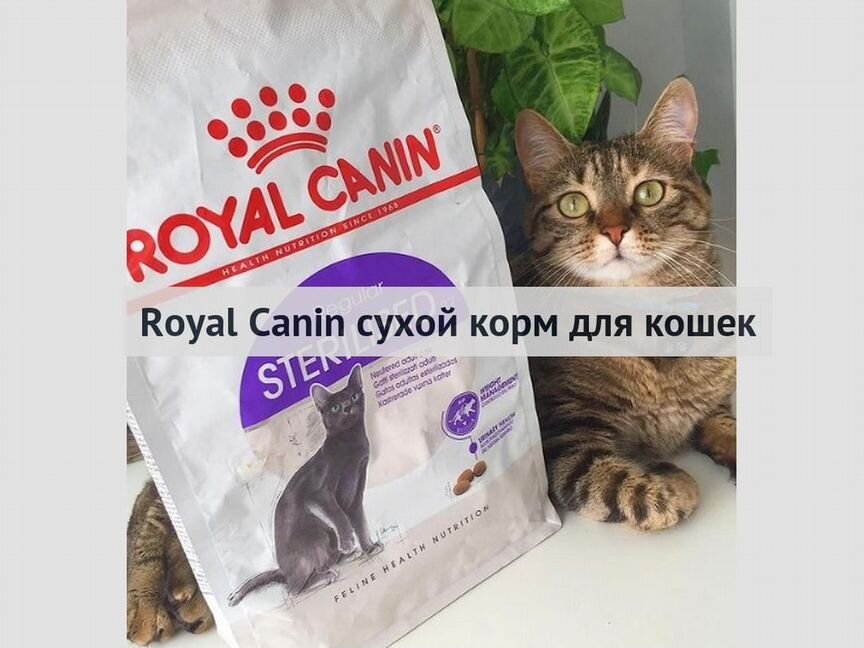 Сухой корм для кошек Royal Canin /4 кг Royal Canin