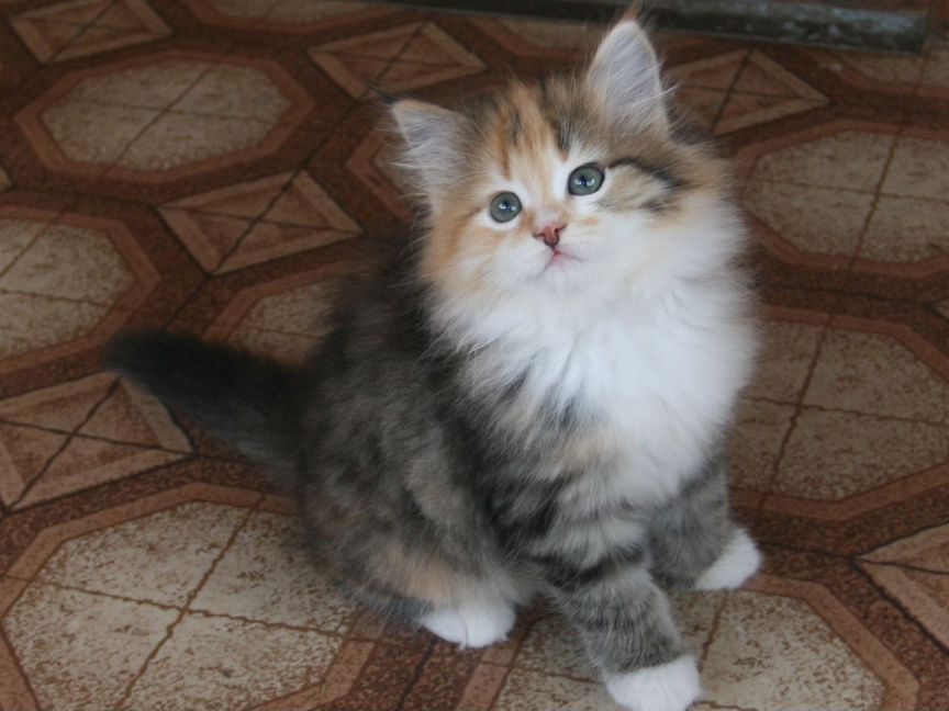 Зеленогразая Елена Прекрасная Барселит