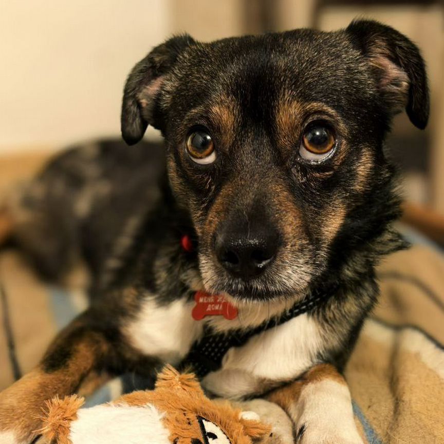 Взрослый пёс в добрые руки