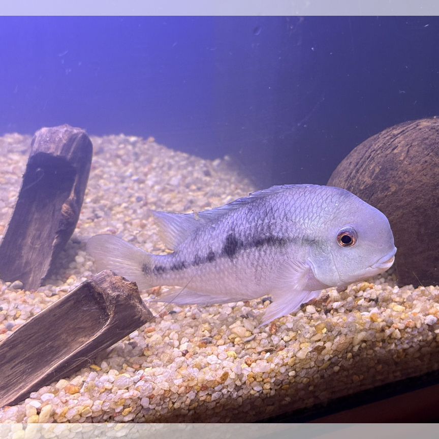 Никарагуанская цихлазома 7 лет