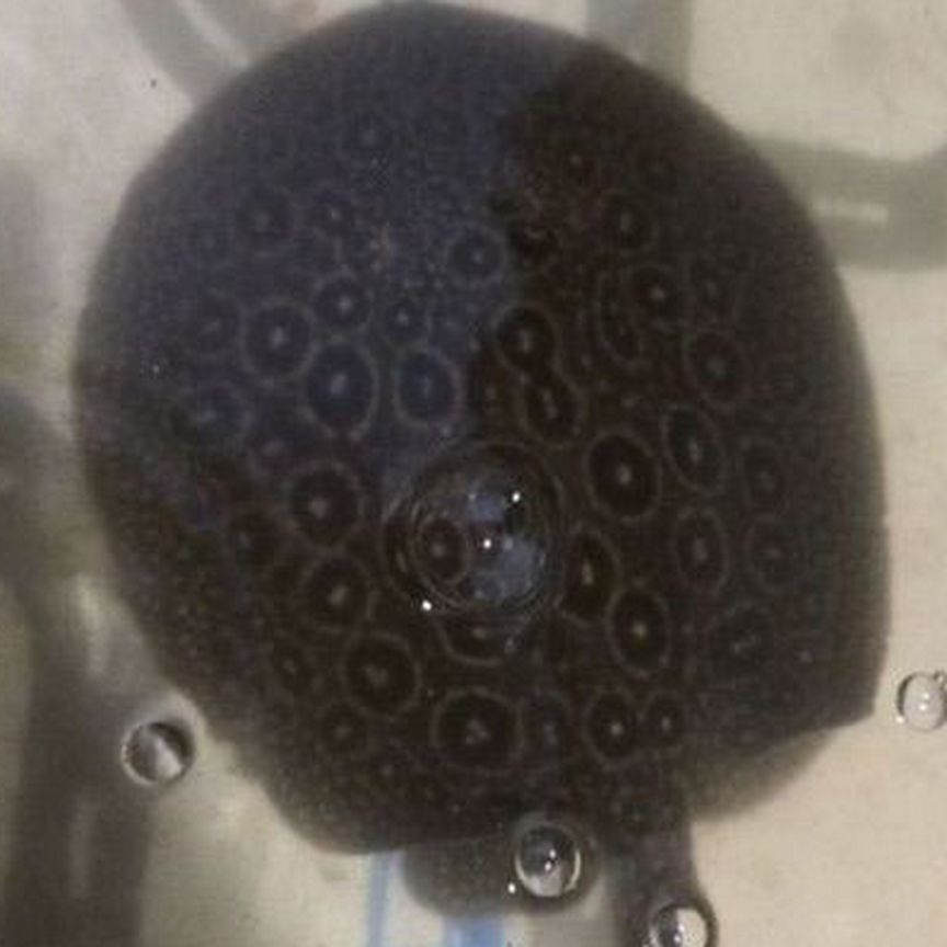 Аквариумные скаты