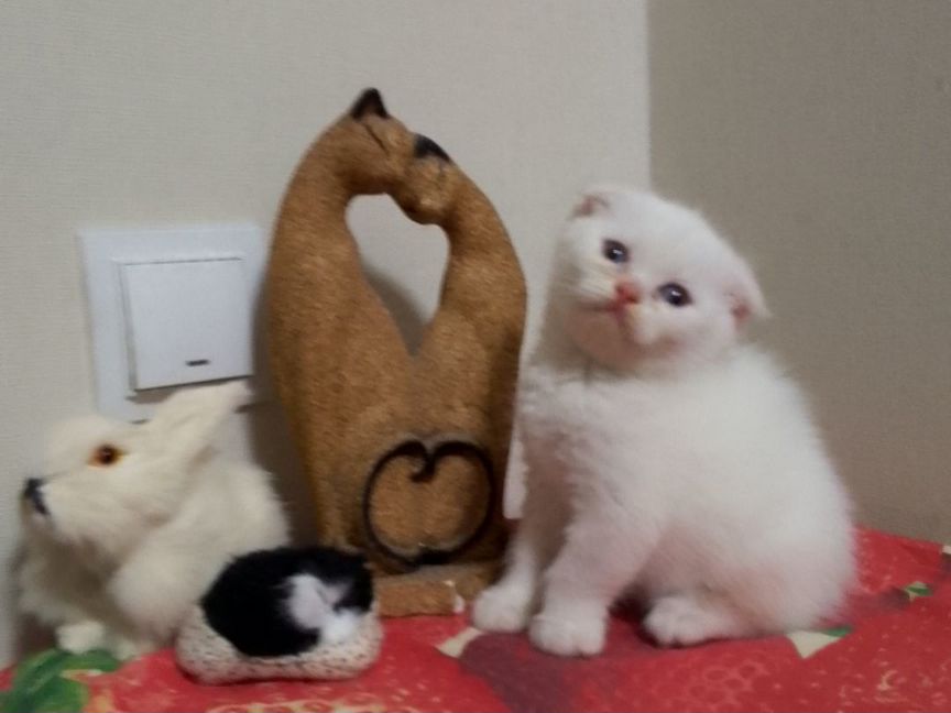 Шотландские вислоухие котята