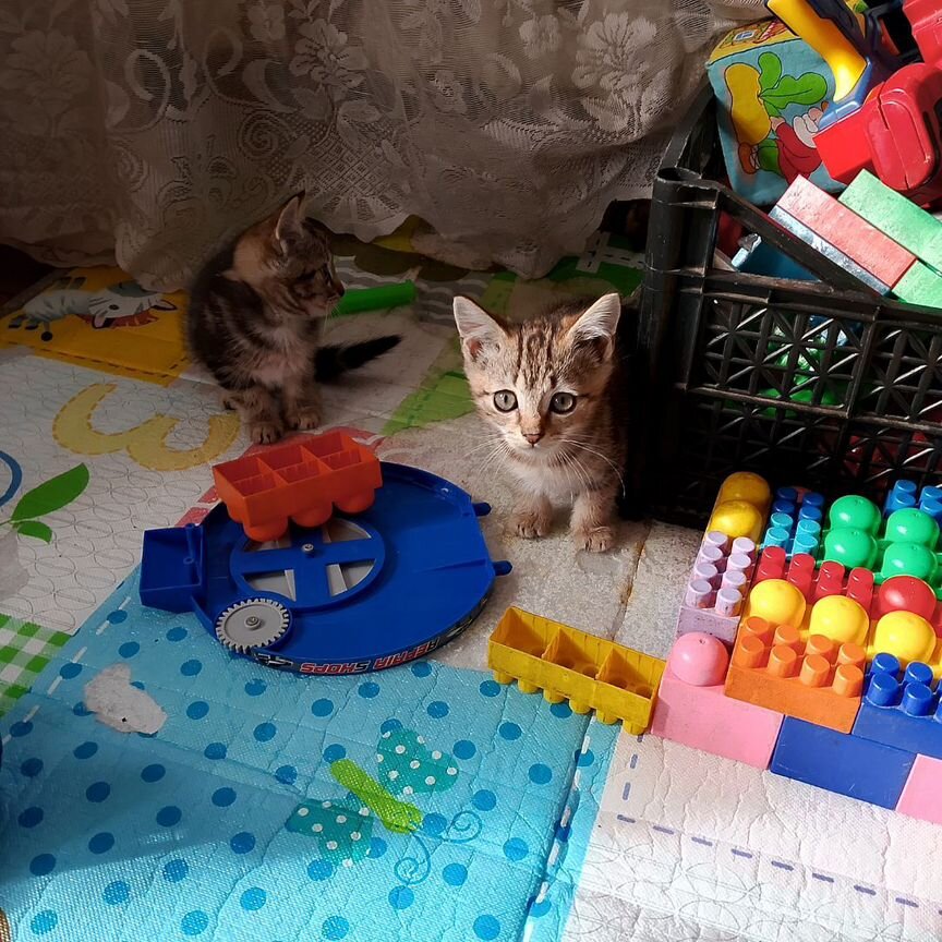 Отдам игривого, милого котёнка мальчика