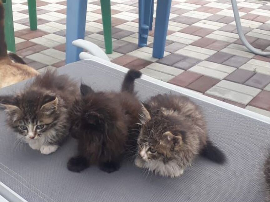 Кошка в дар бесплатно