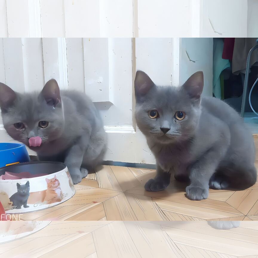 Британские котята