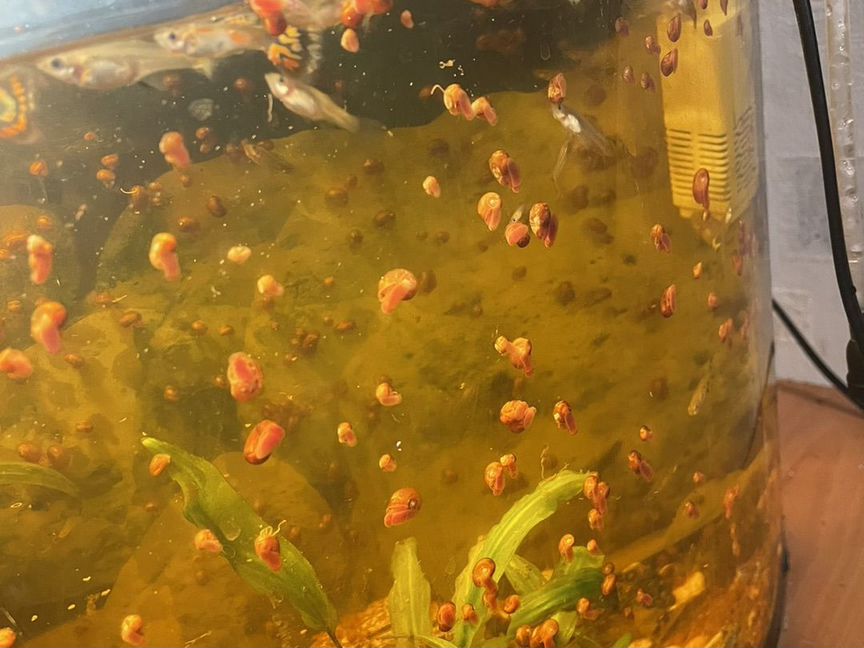 Улитки аквариумные