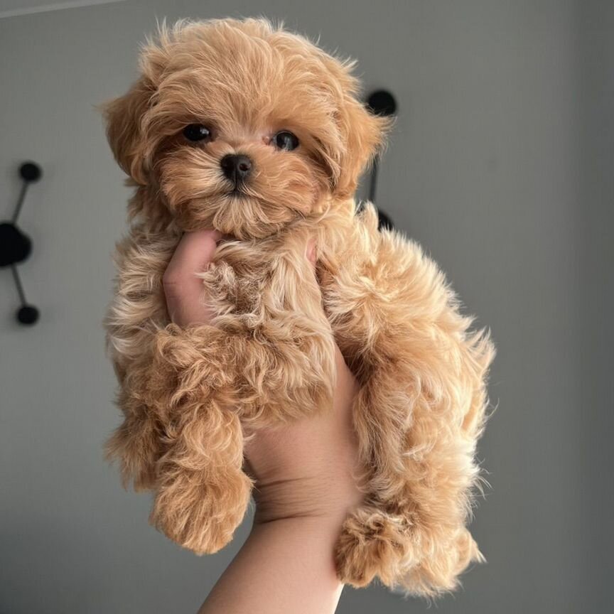 Мальтипу, щенок