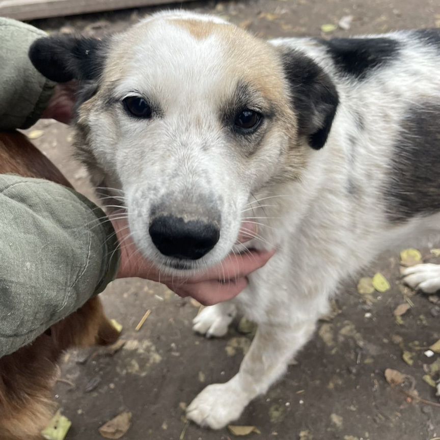 Собака в добрые руки