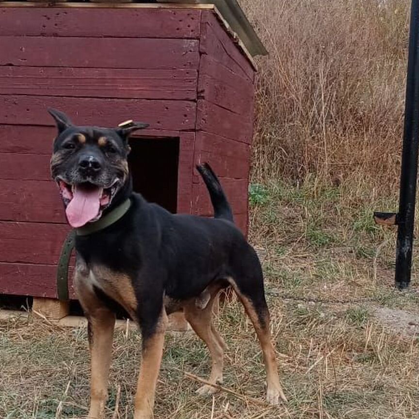 Взрослый пёс в добрые руки