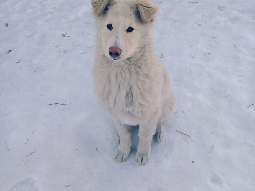 Собака в добрые руки щенок