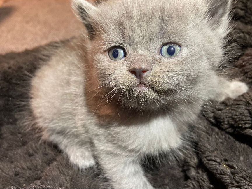 Британские котята