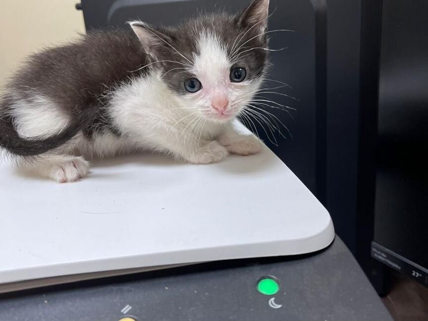 Котенок мальчик 1 месяц