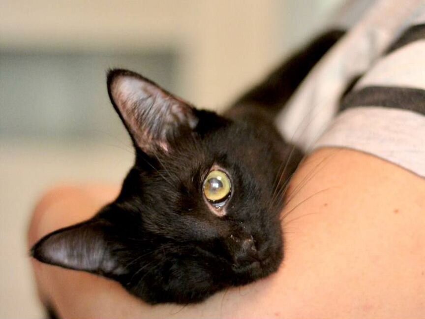 Черная кошечка-пантера)