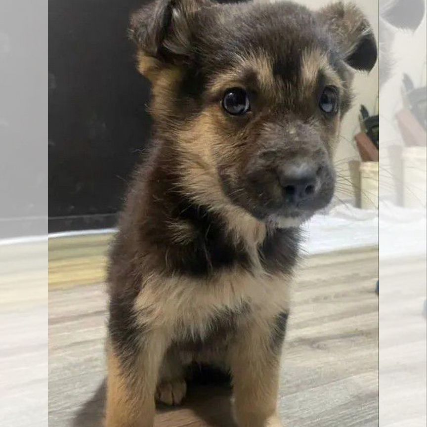 Щенок в добрые руки